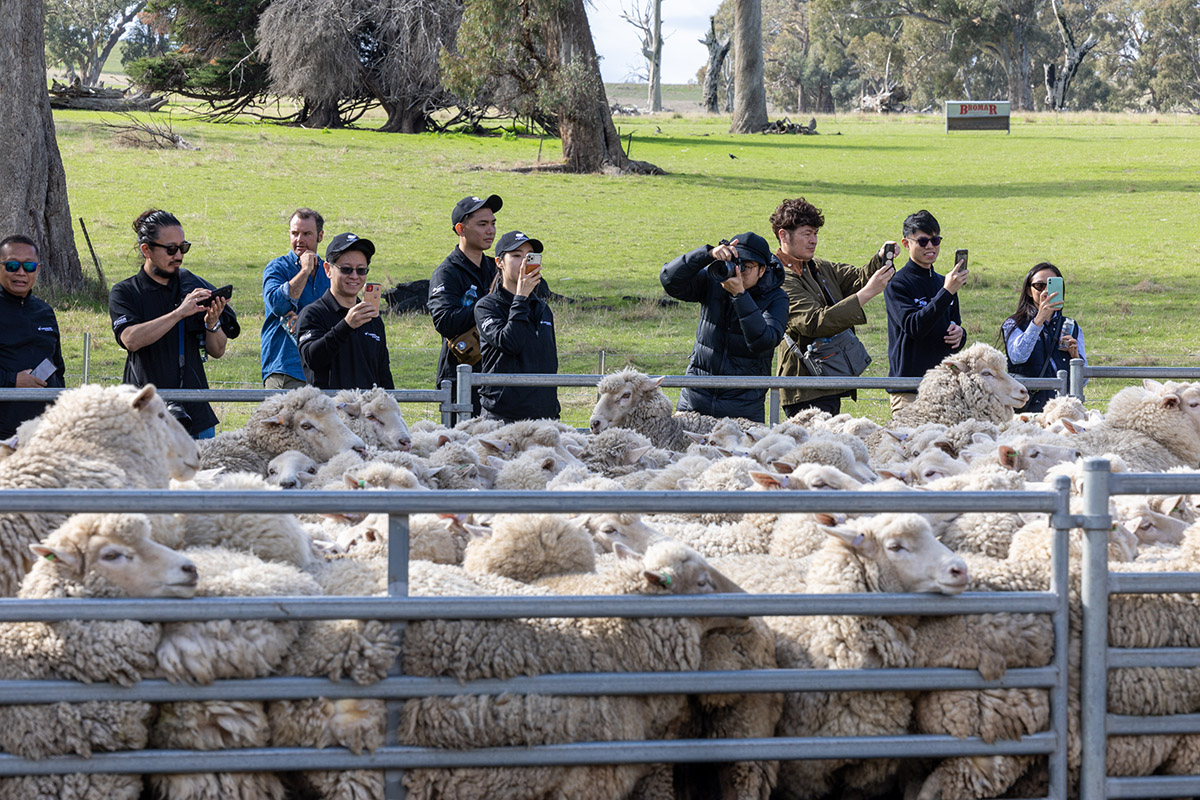 Australian Lamb Butchery Masterclass With Mla Corporate Butcher Doug