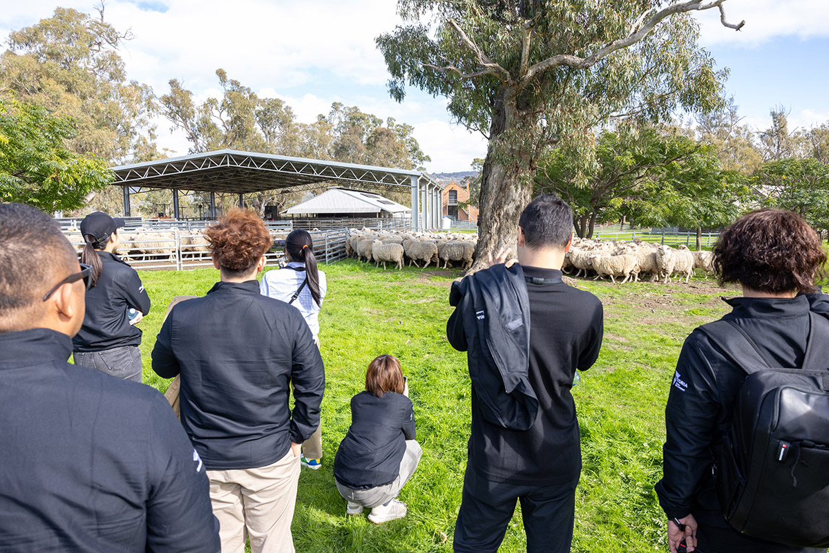 Australian Lamb Butchery Masterclass: with MLA Corporate Butcher Doug Piper - Lambassador of ...